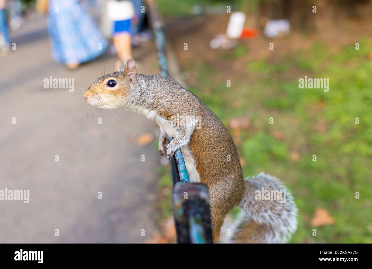 Squirrel in St James Park in London Stock Photo - Alamy