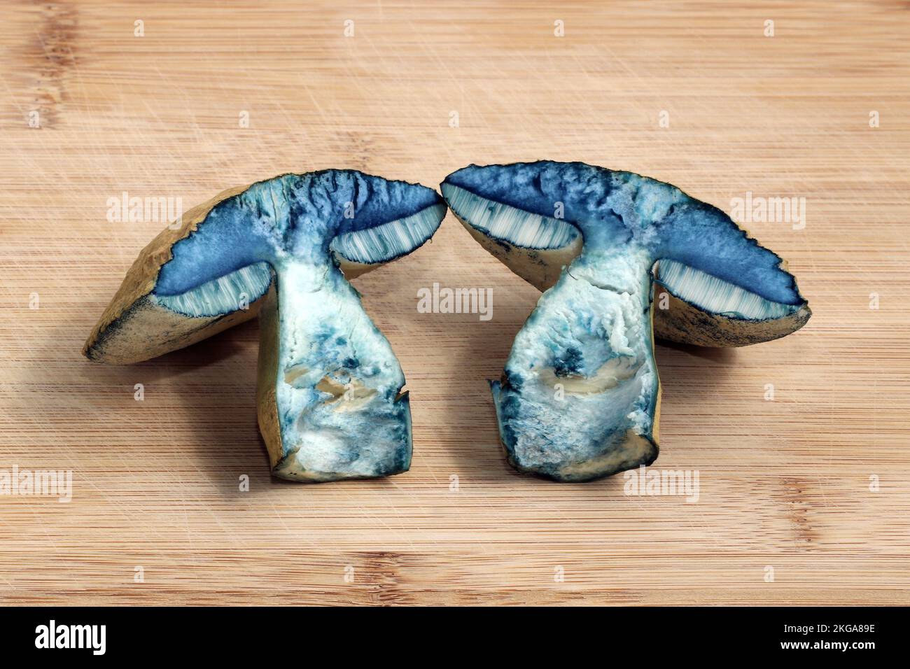 Two halves of the edible mushroom Gyroporus cyanescens, commonly known ...