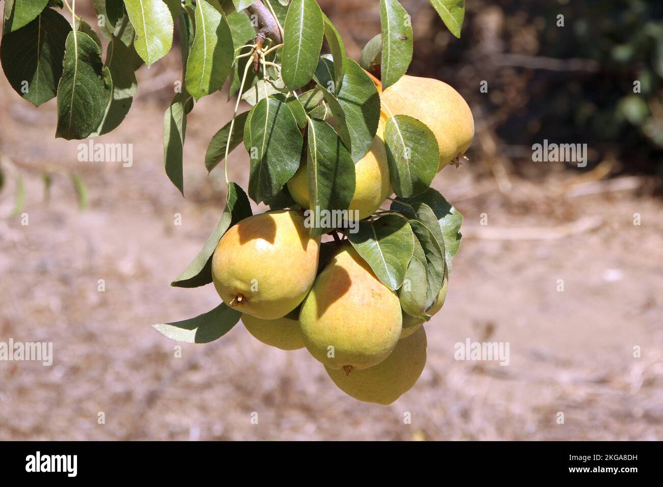 A closeup of ripe yellow pears and leaves grown on a tree branch Stock ...