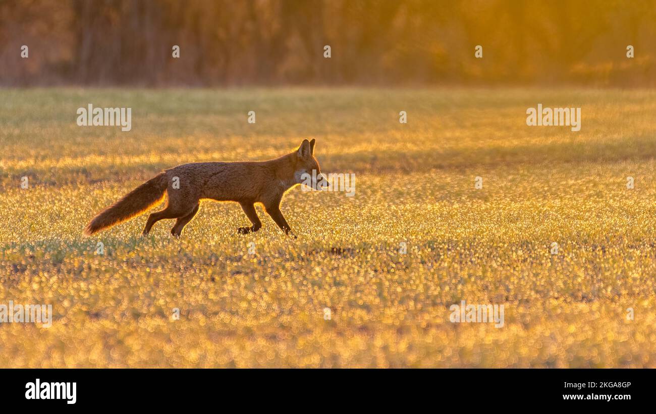Red fox (Vulpes vulpes) runs across a field in golden light at sunrise ...