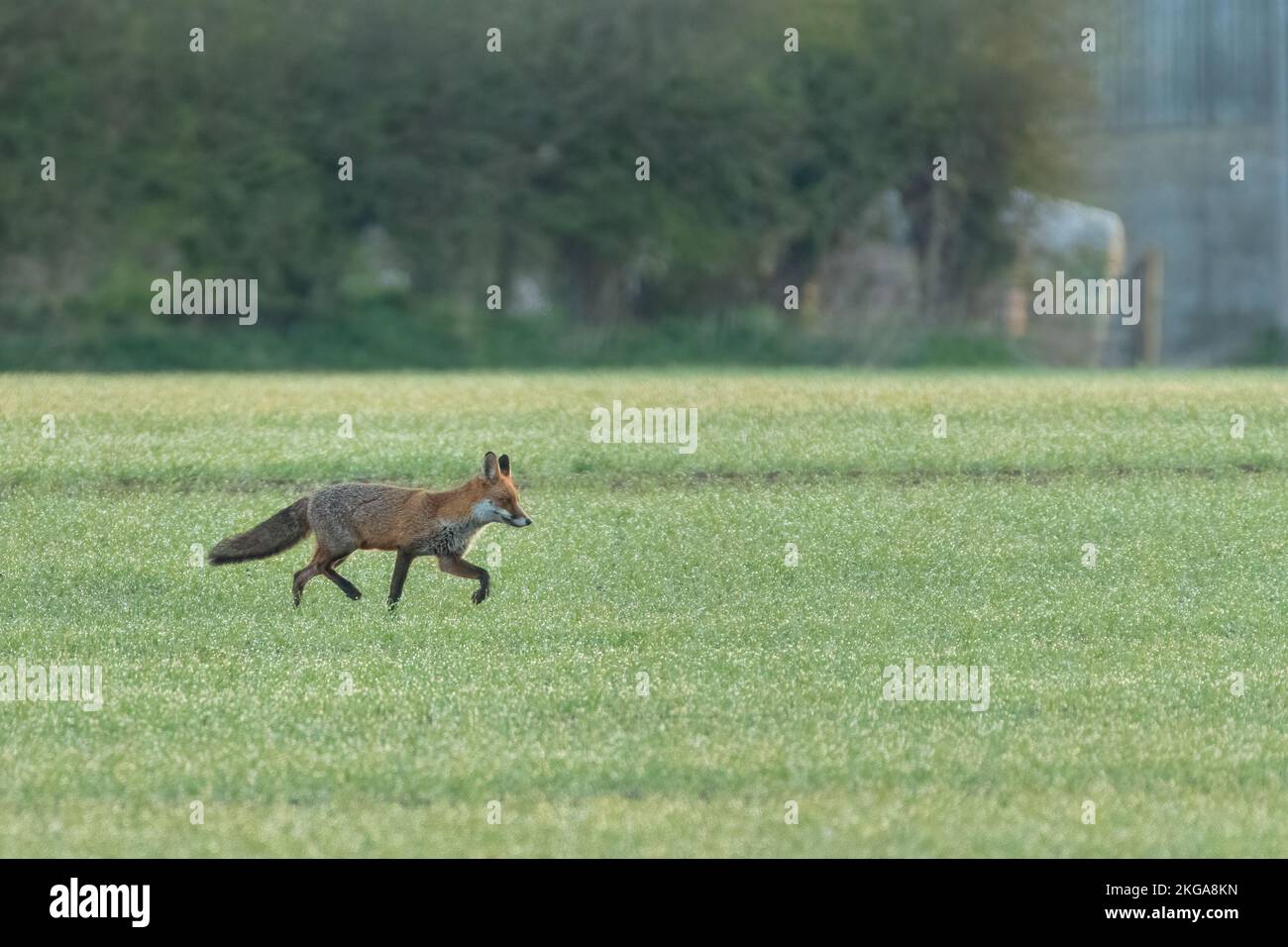 Red fox (Vulpes vulpes) runs across a field at sunrise, Norfolk, UK ...