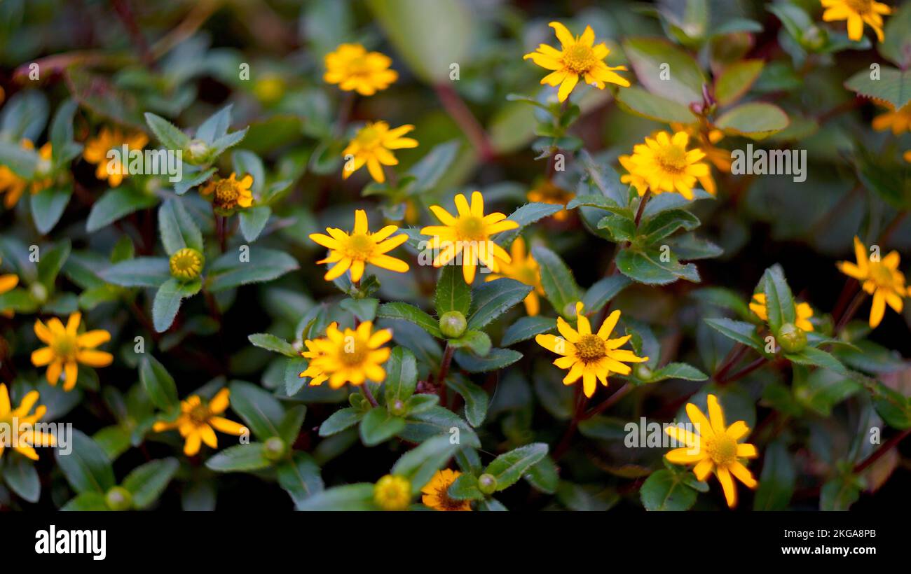 A closeup of beautiful yellow Mexican creeping zinnia flowers on an ...