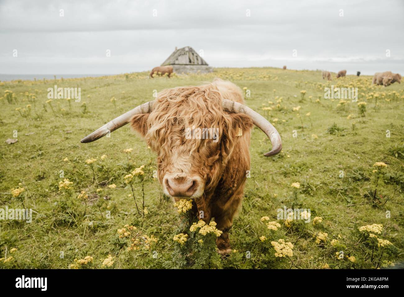 An adorable fluffy Highland cattle in an evergreen field in a farm ...