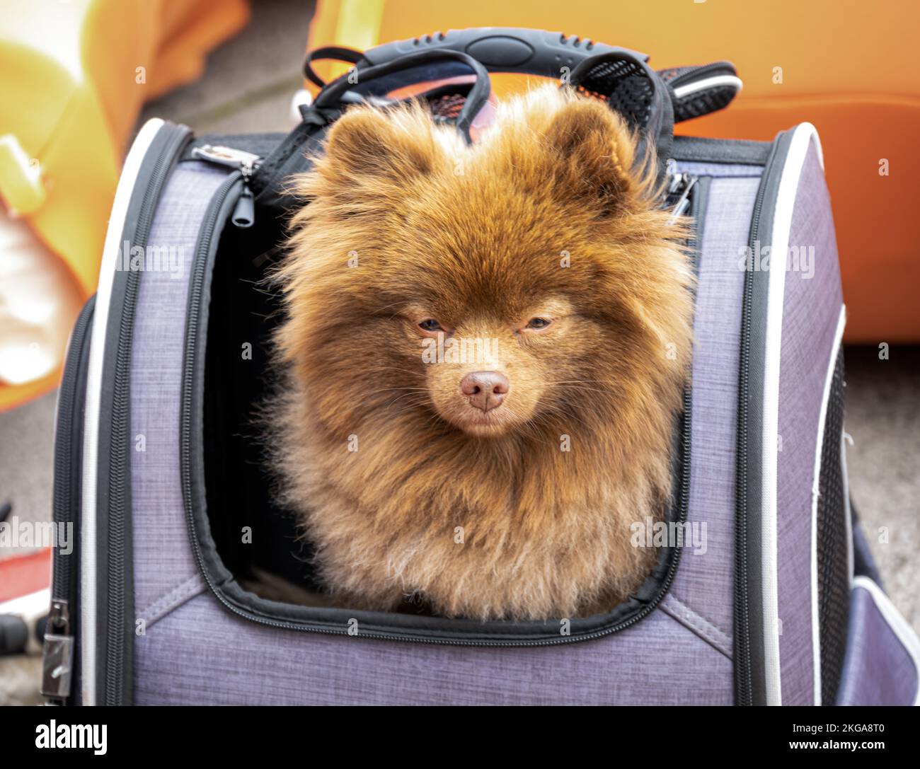Cute, fluffy little dog in a purple backpack, close up Stock Photo - Alamy