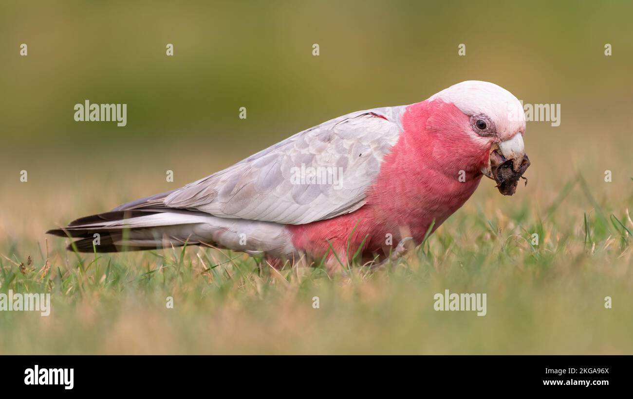 Galah (Eolophus roseicapilla), cute Australian cockatoo species Stock ...
