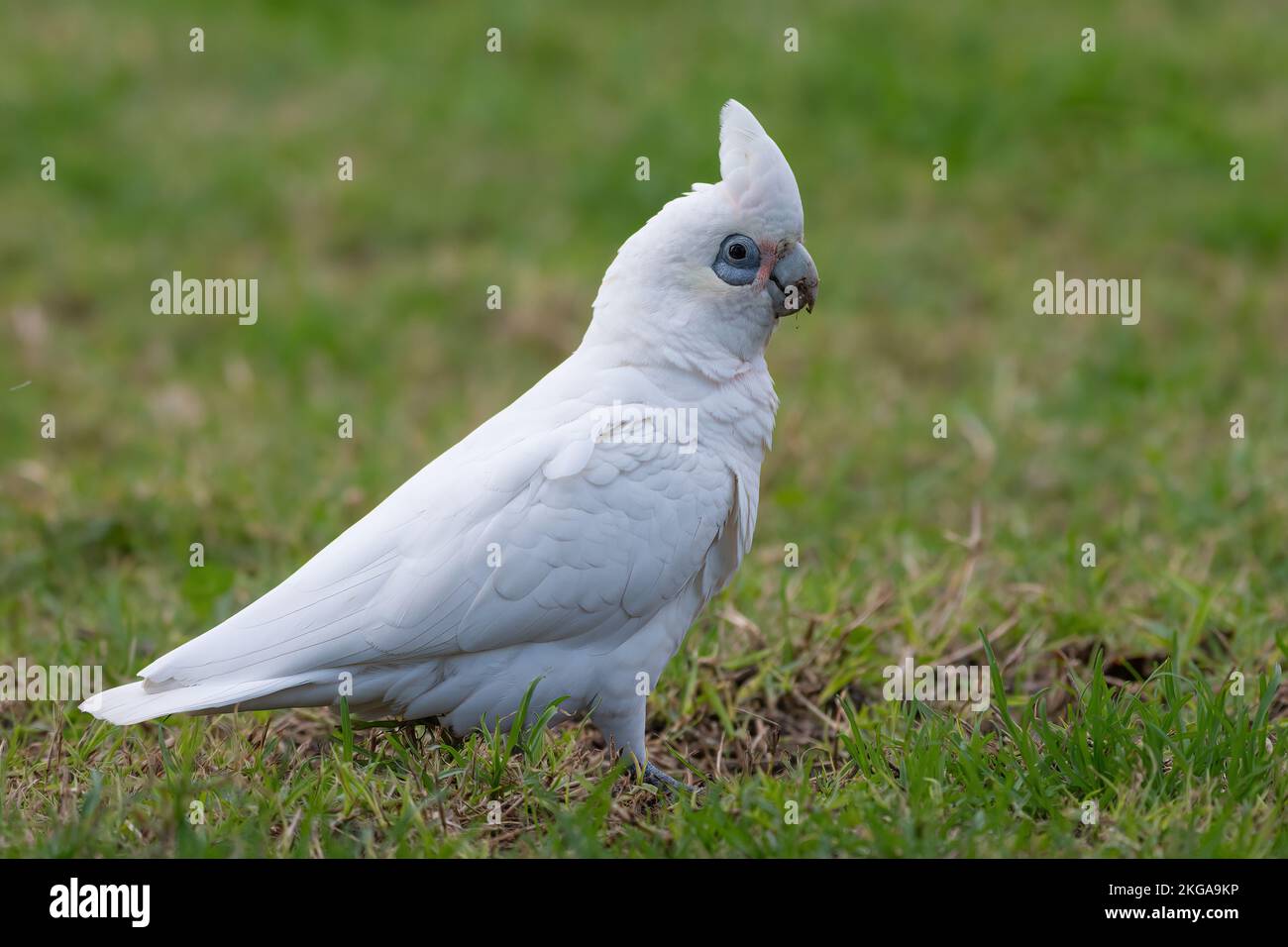 Little corella (Cacatua sanguinea), Australian cockatoo species, NSW ...
