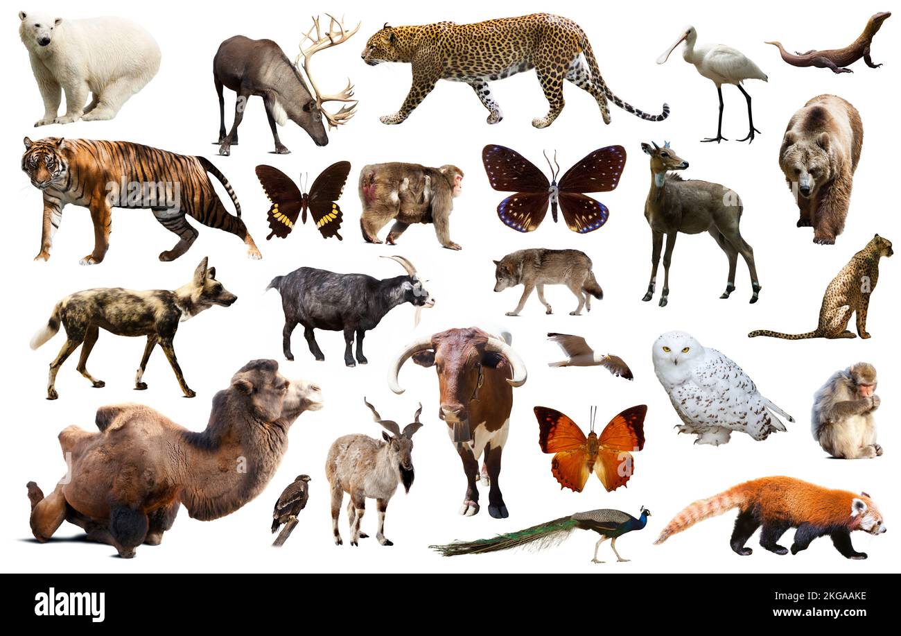 asia animals isolated Stock Photo - Alamy