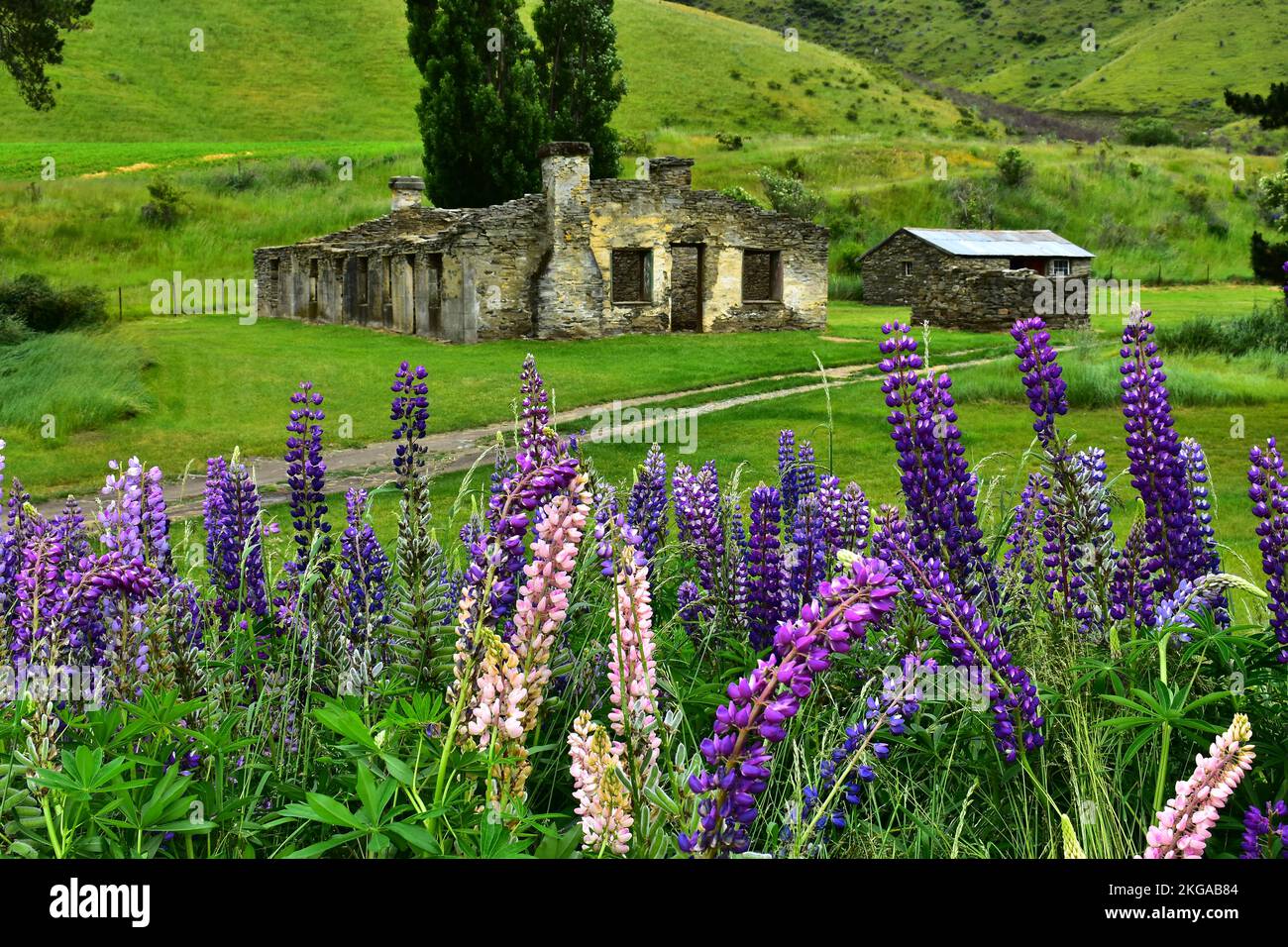 ruins of lindis pass hotel seen through wild lupins Stock Photo - Alamy
