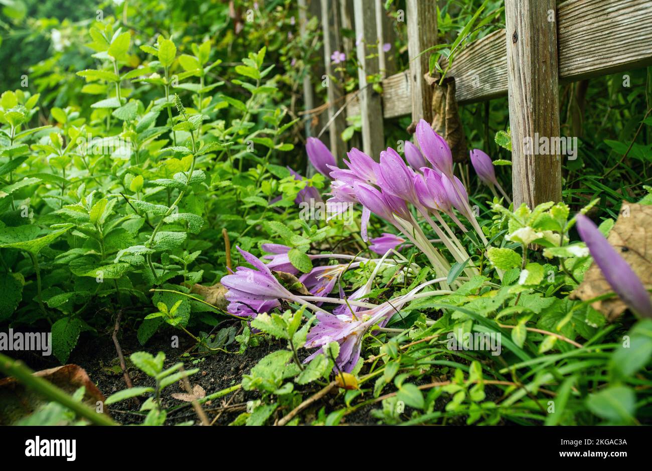Botanical garden in Hannover - amazing pink Colchicum autumnale ...
