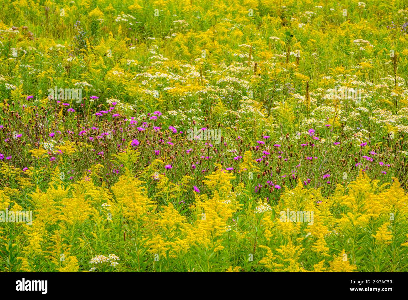 Late summer goldenrod aster hi-res stock photography and images - Alamy