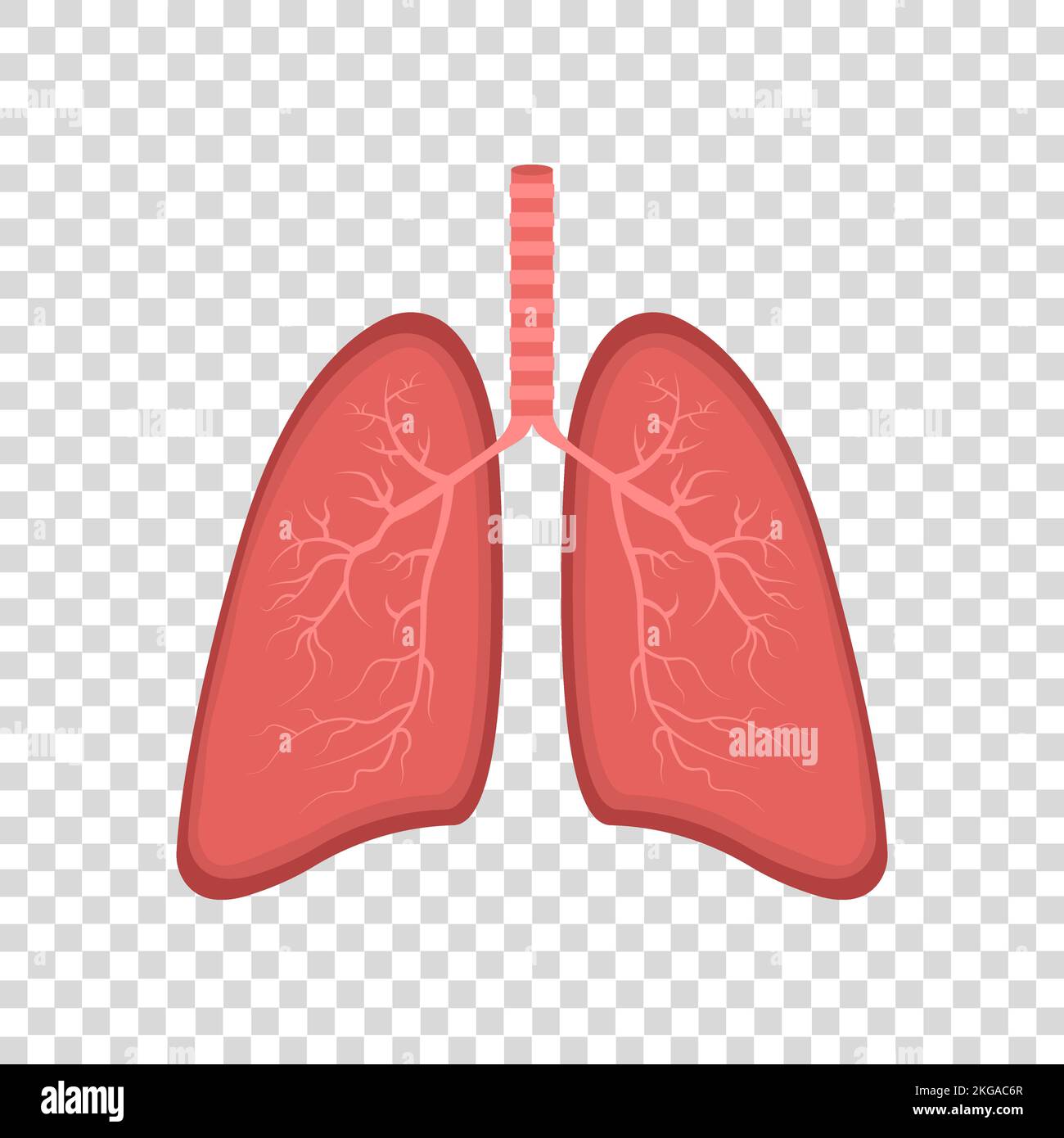 Realistic Lung anatomy. Lung icon. Respiratory system healthy lung flat ...