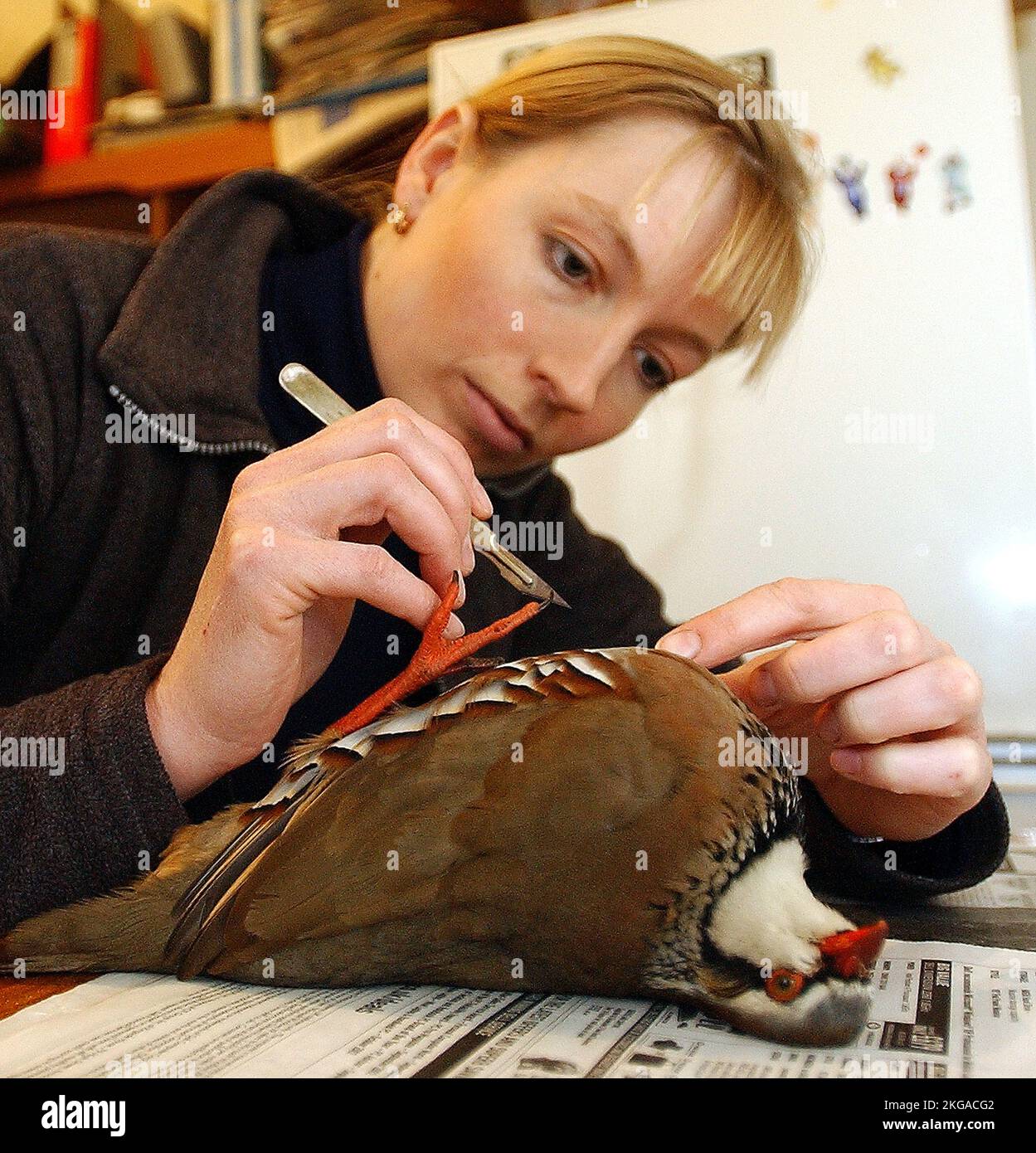 TAXIDERMIST 28 YEAR OLD CLAIRE FOWLER FROM PORTESHAM, DORSET STARTS TO ...