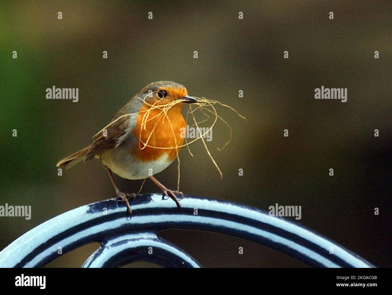 Robin nesting material hi-res stock photography and images - Alamy