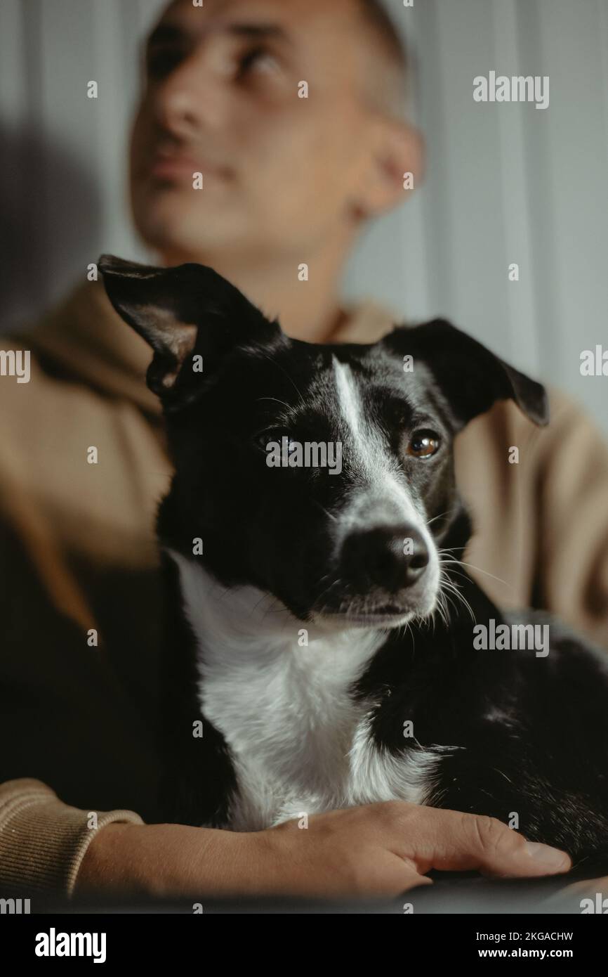 A dog without a breed, A mongrel in the arms of the owner of the house ...