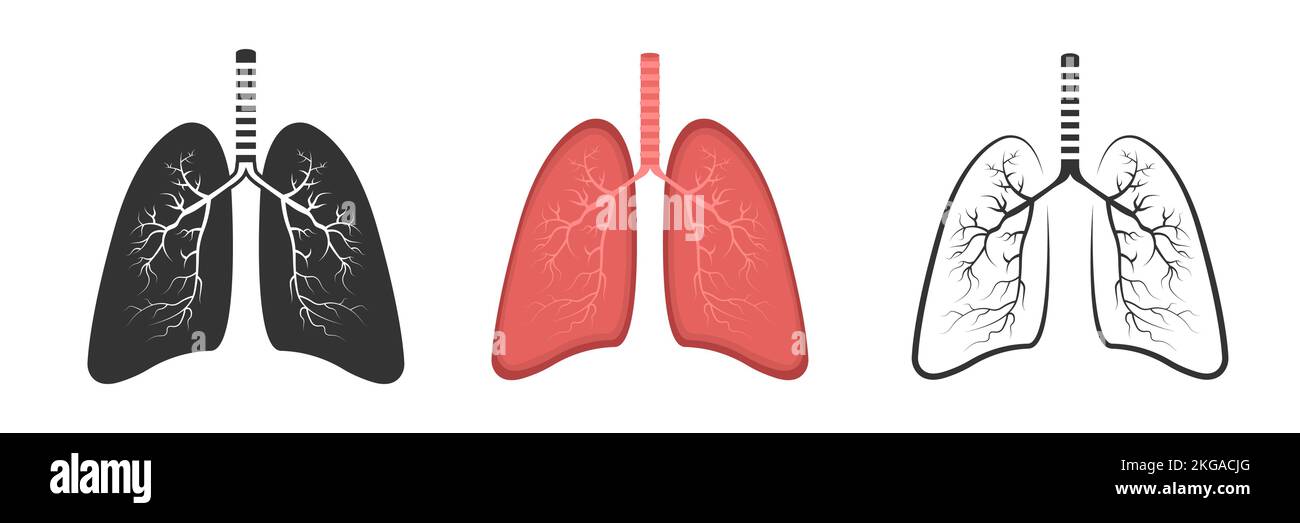 Realistic Lung anatomy. Lung icon set. Respiratory system healthy lung ...
