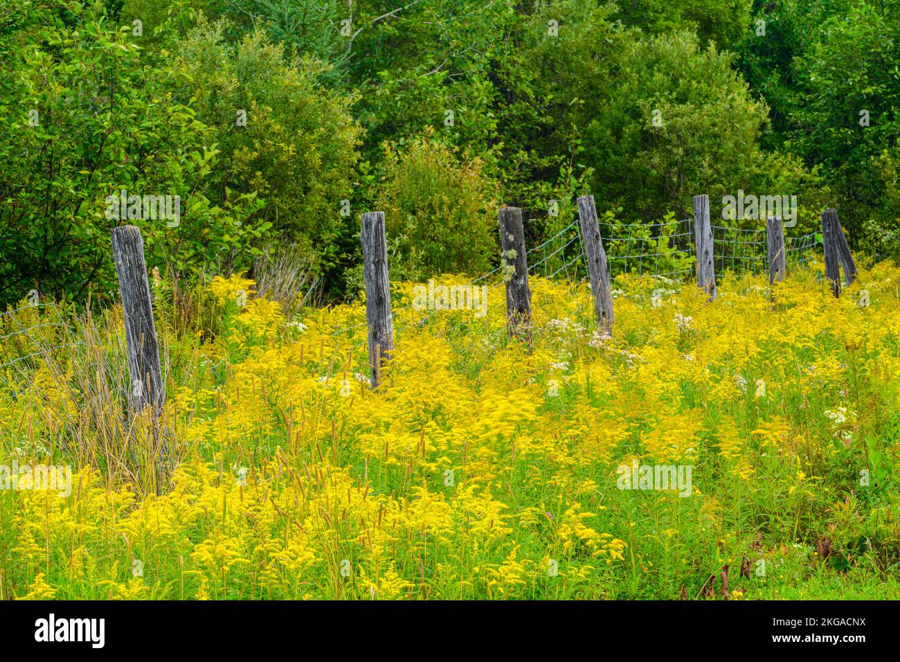 Flowering goldenrod and an old fence line, Greater Sudbury, Ontario ...