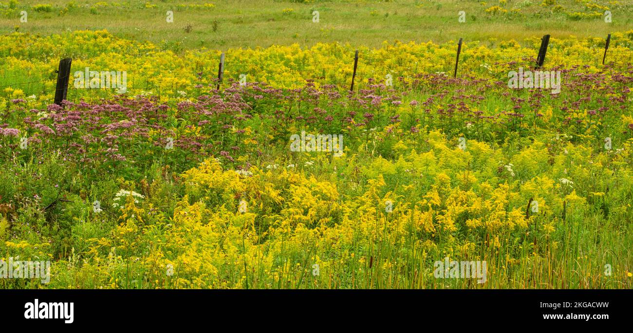 Fenceline in a field of late-summer wildflowers, Chelmsford, Ontario ...