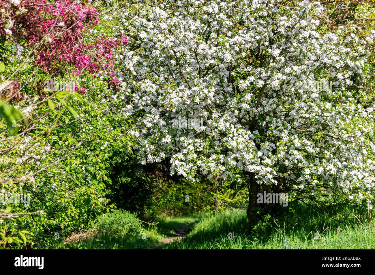The beautiful blooming trees in a park Stock Photo - Alamy