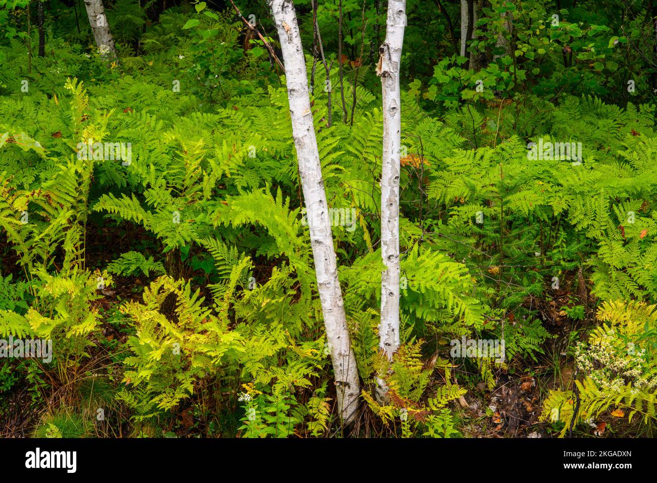 Birch trees and ferns in the understory, Greater Sudbury, Ontario ...
