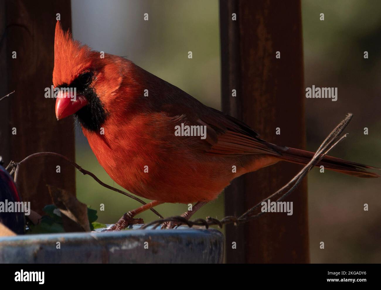 Bright red Cardinal on the deck Stock Photo - Alamy
