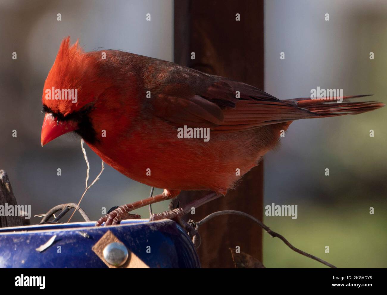 Bright red Cardinal on the deck Stock Photo - Alamy