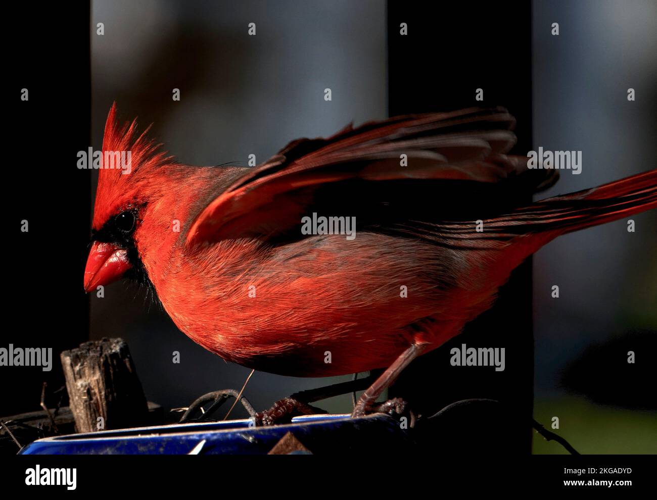 Bright red Cardinal on the deck Stock Photo - Alamy