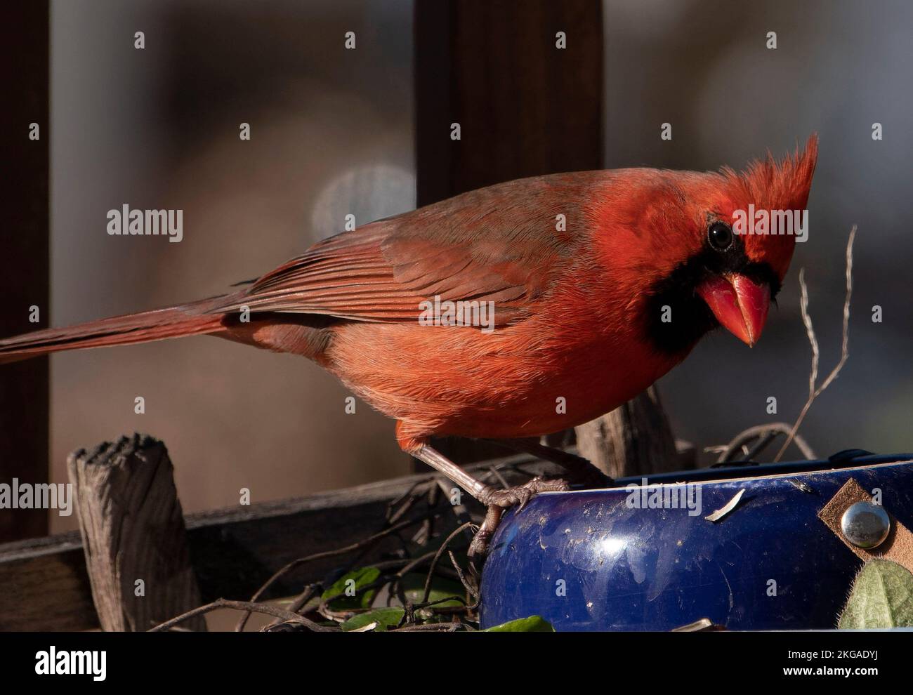 Bright red Cardinal on the deck Stock Photo - Alamy
