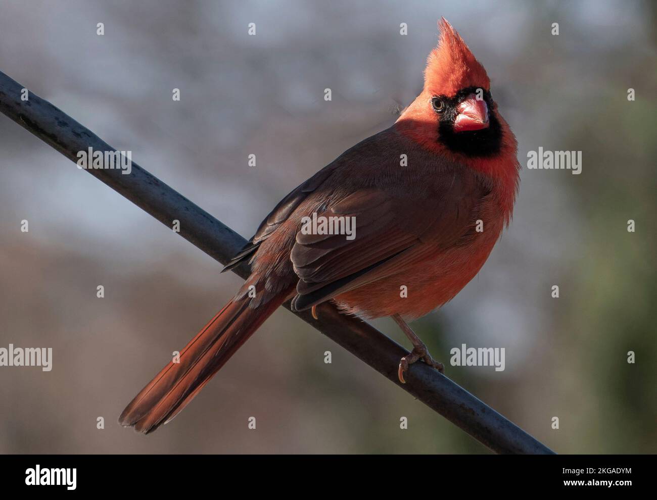 Bright red Cardinal on the deck Stock Photo - Alamy