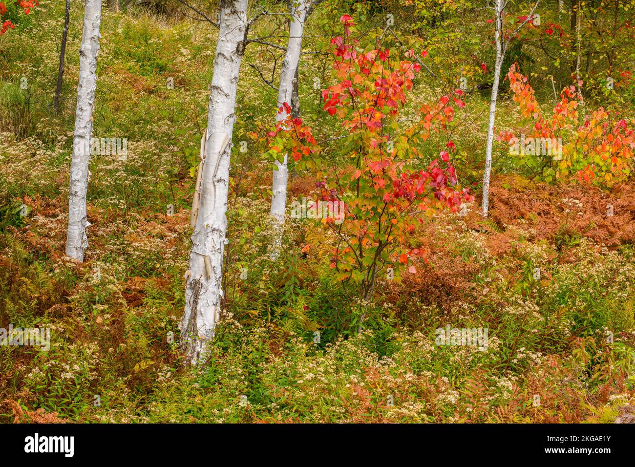 Birch woodlot in early autumn, Greater Sudbury, Ontario, Canada Stock ...
