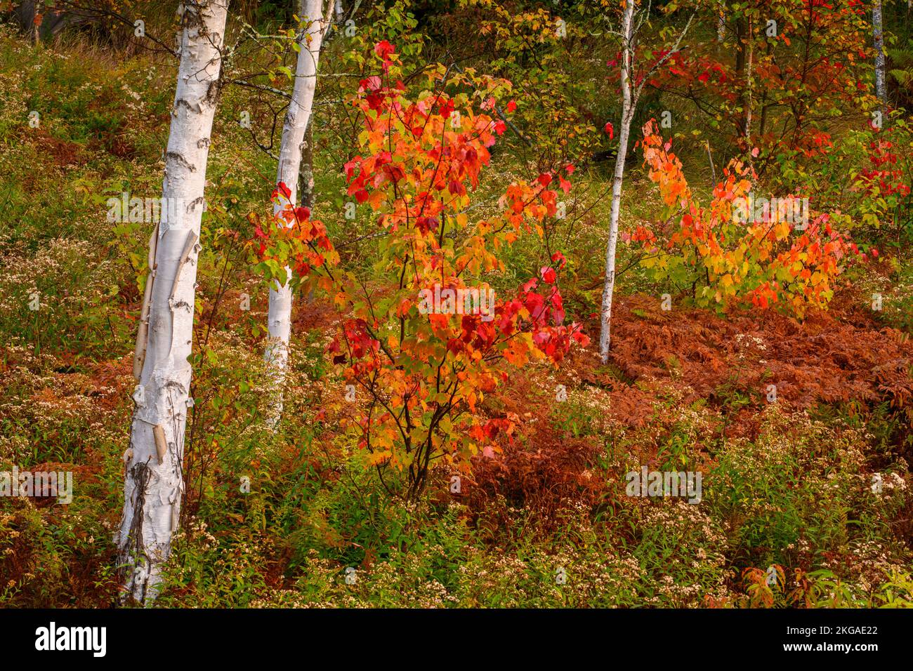 Maple and fern in the understory, Greater Sudbury, Ontario, Canada ...