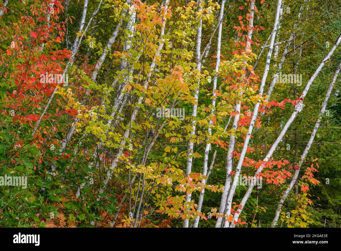 Early autumn foliage in the understory the understory of an aspen ...