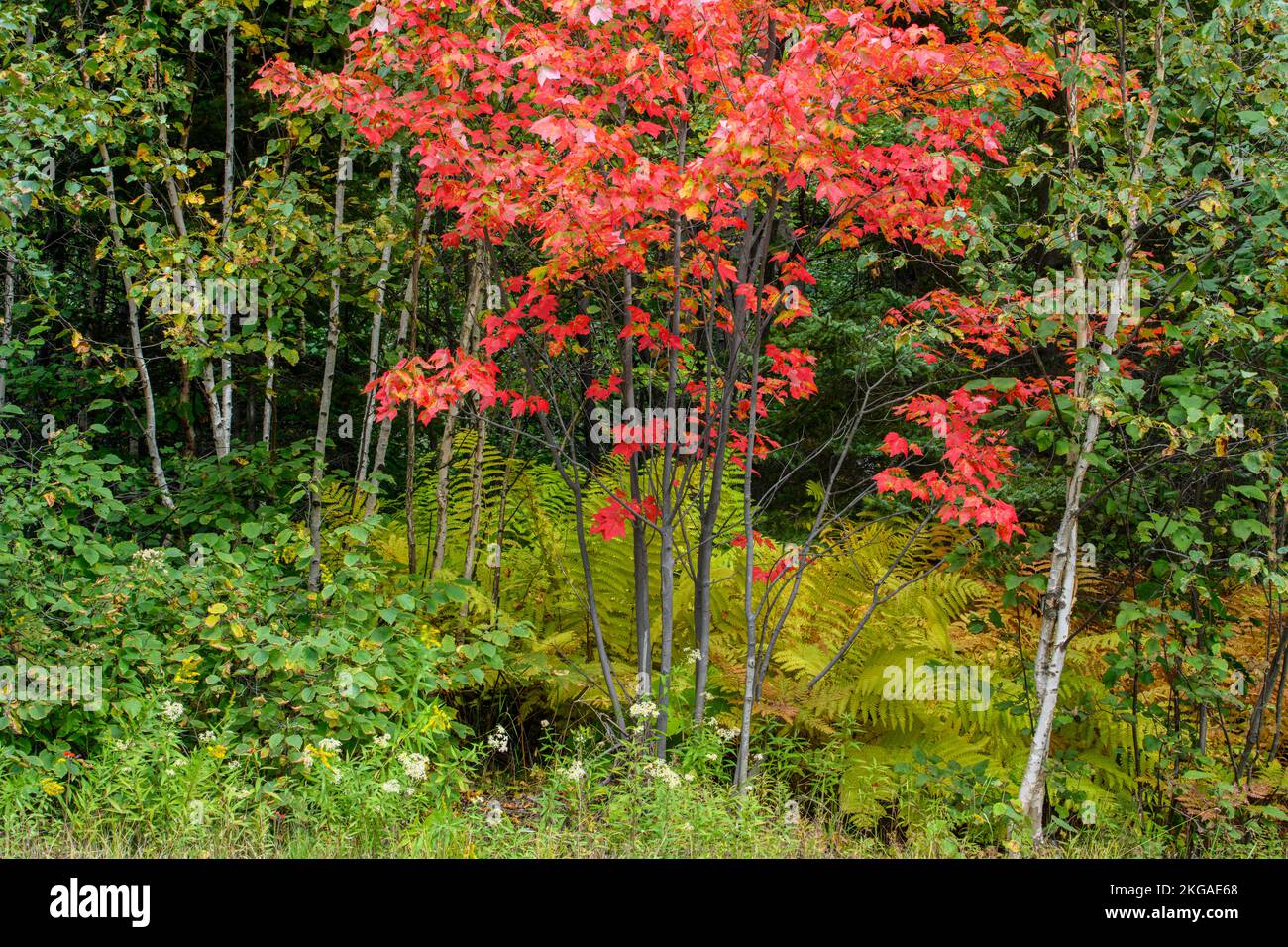 Red maple and birches in early autumn, Greater Sudbury, Ontario, Canada ...