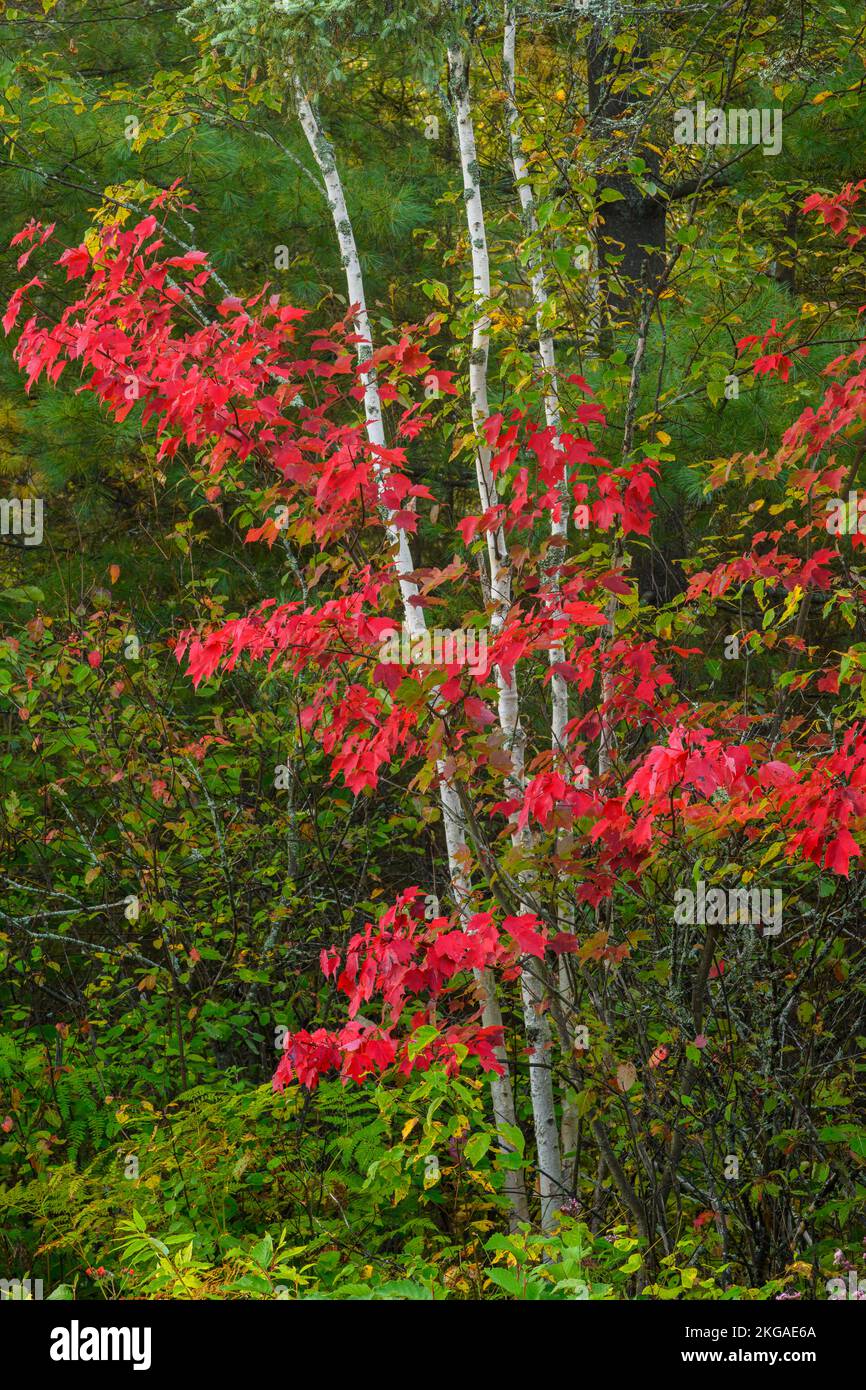 Early autumn red maple and birch tree trunks, Greater Sudbury, Ontario ...
