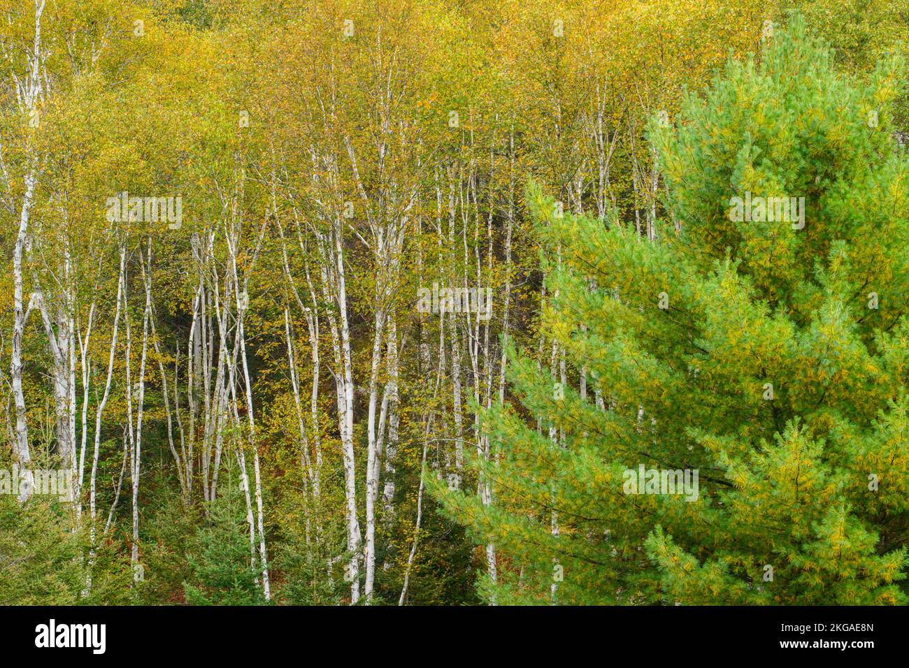 Early autumn foliage in the understory the understory of an aspen ...