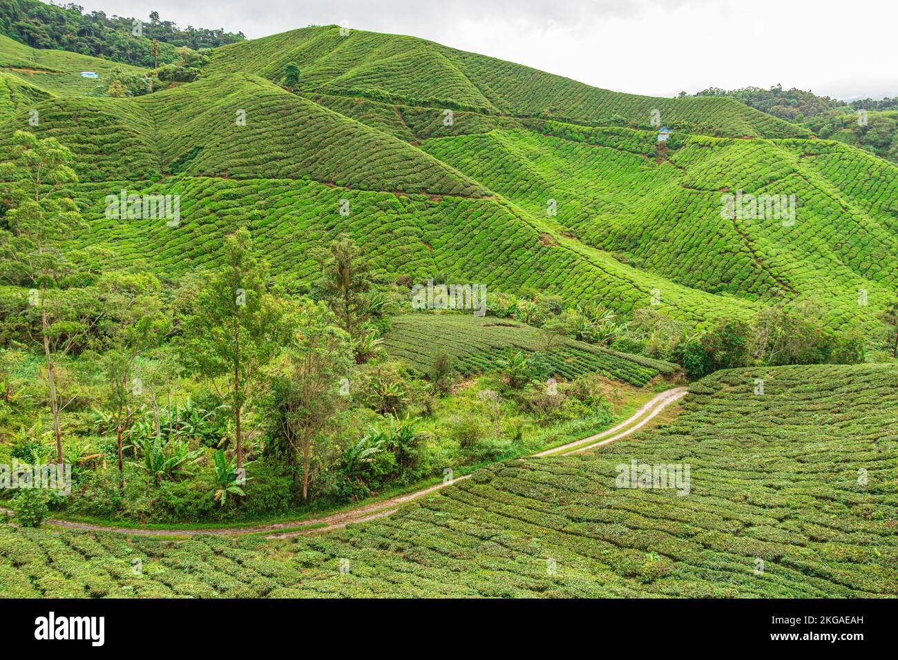 Green landscape of tea plantation in valley and on hill slope at ...