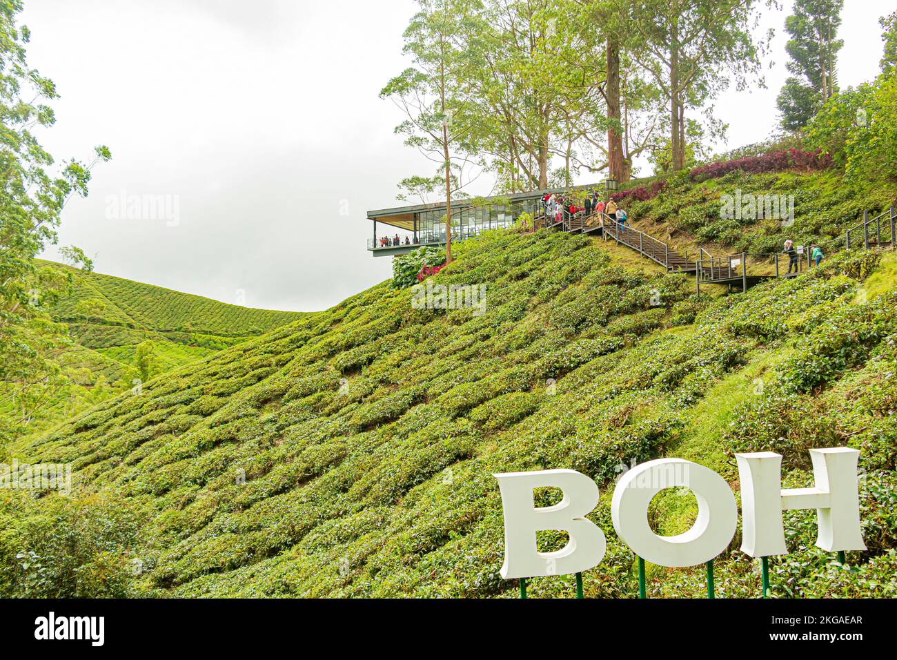 BOH Tea Centre at Sungai Palas Tea Garden tea plantation in Cameron ...