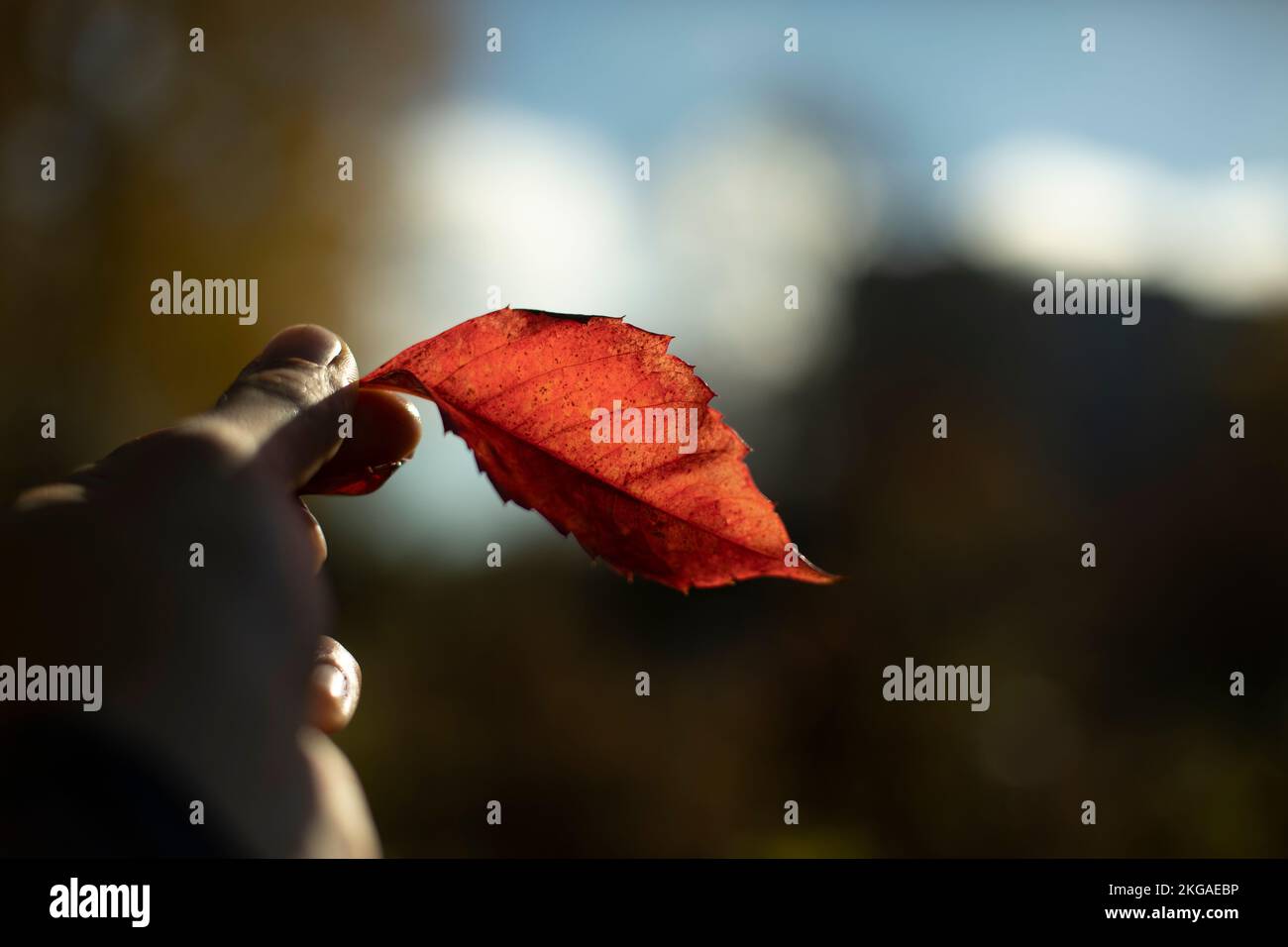 Red leaf in autumn in hand. Autumn colors in nature. Plant in sun ...