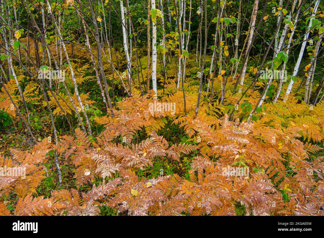 Frosted ferns in the understory of a hardwood woodlot, Greater Sudbury ...