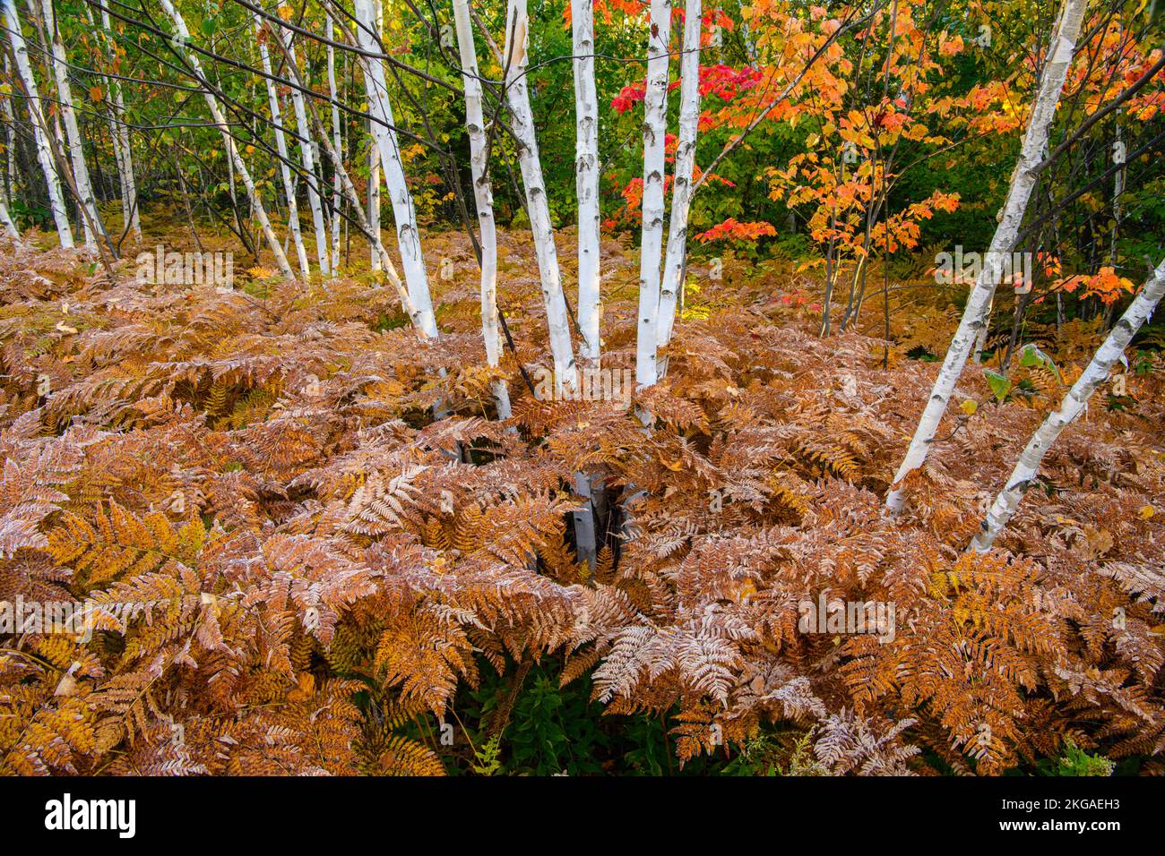Frosted ferns in the understory of a hardwood woodlot, Greater Sudbury ...