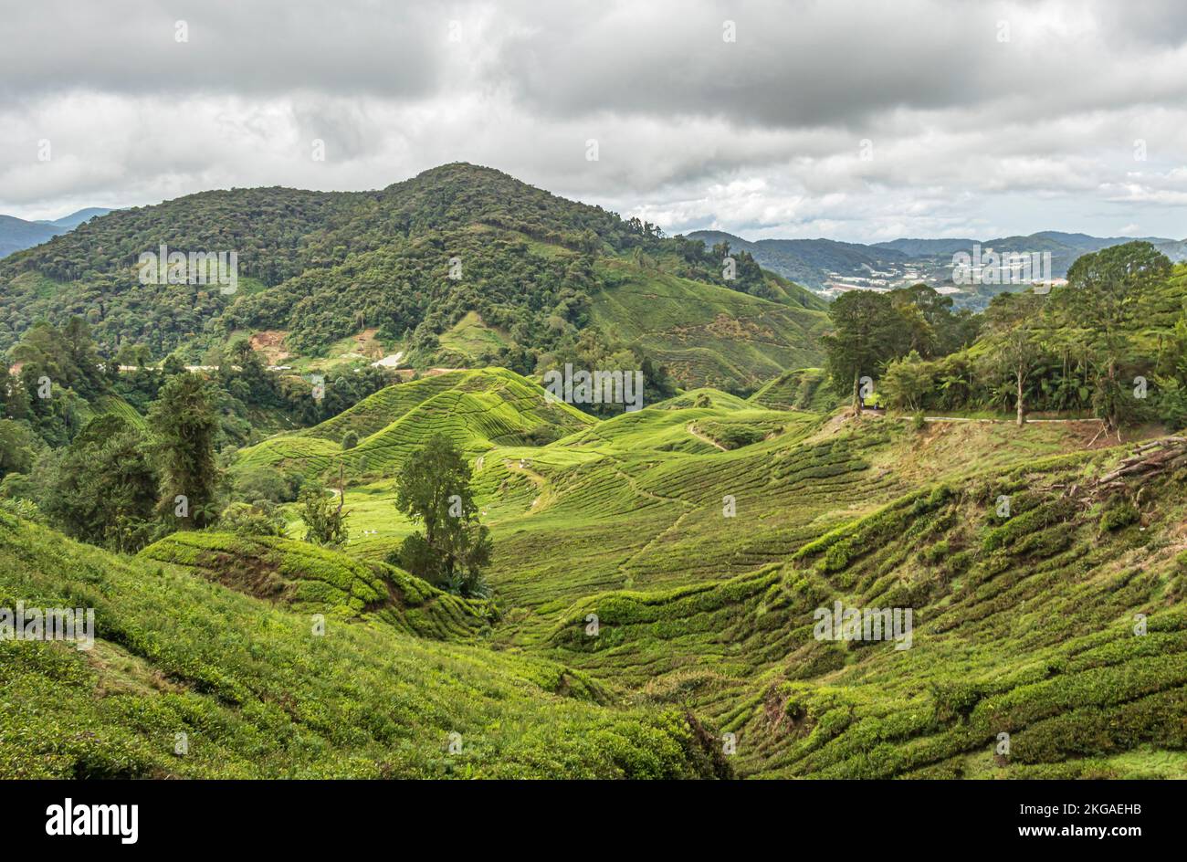 Landscape of tea plantation on undulating terrain in Cameron Highlands ...