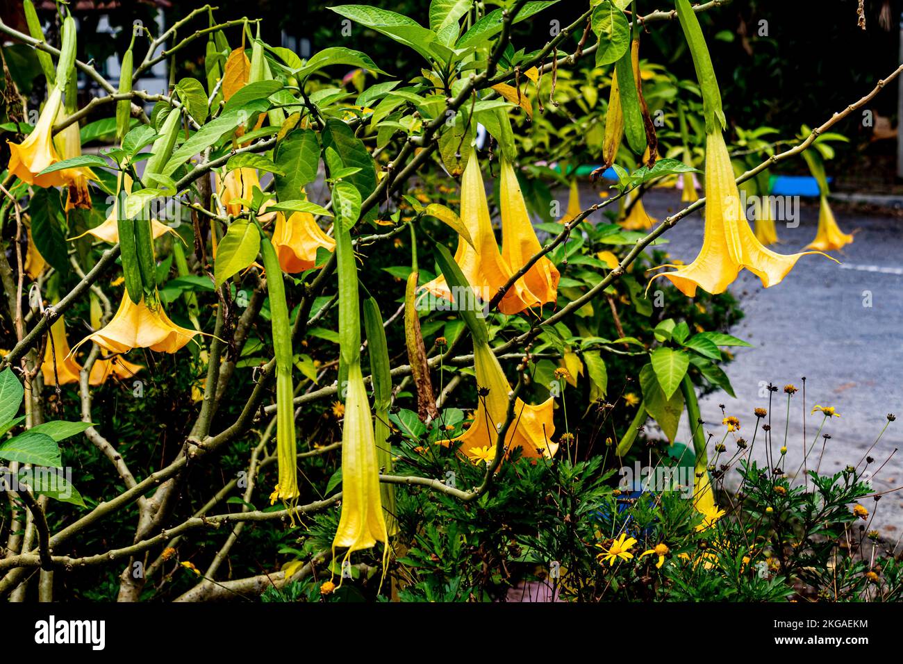 Bunga loceng hi-res stock photography and images - Alamy