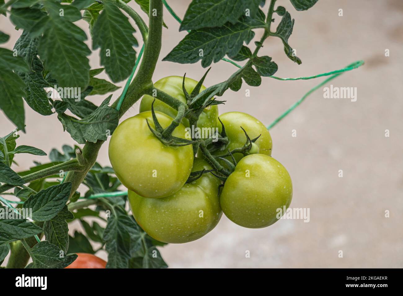 Cluster of unripe tomatoes grows on vine at a farm in colder region of ...