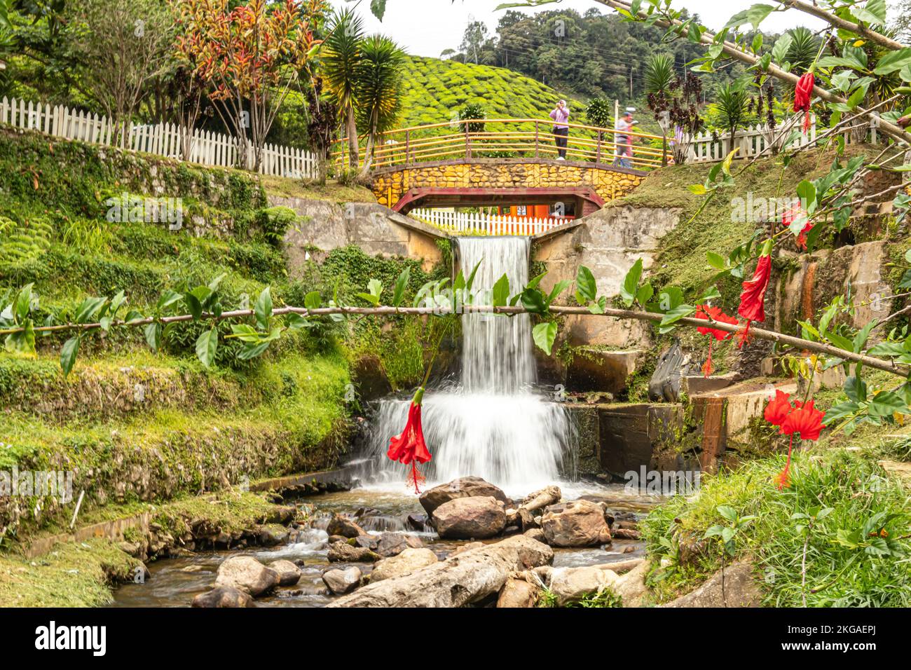 Hibiscus flowers framing in the view of bridge, waterfalls and ...