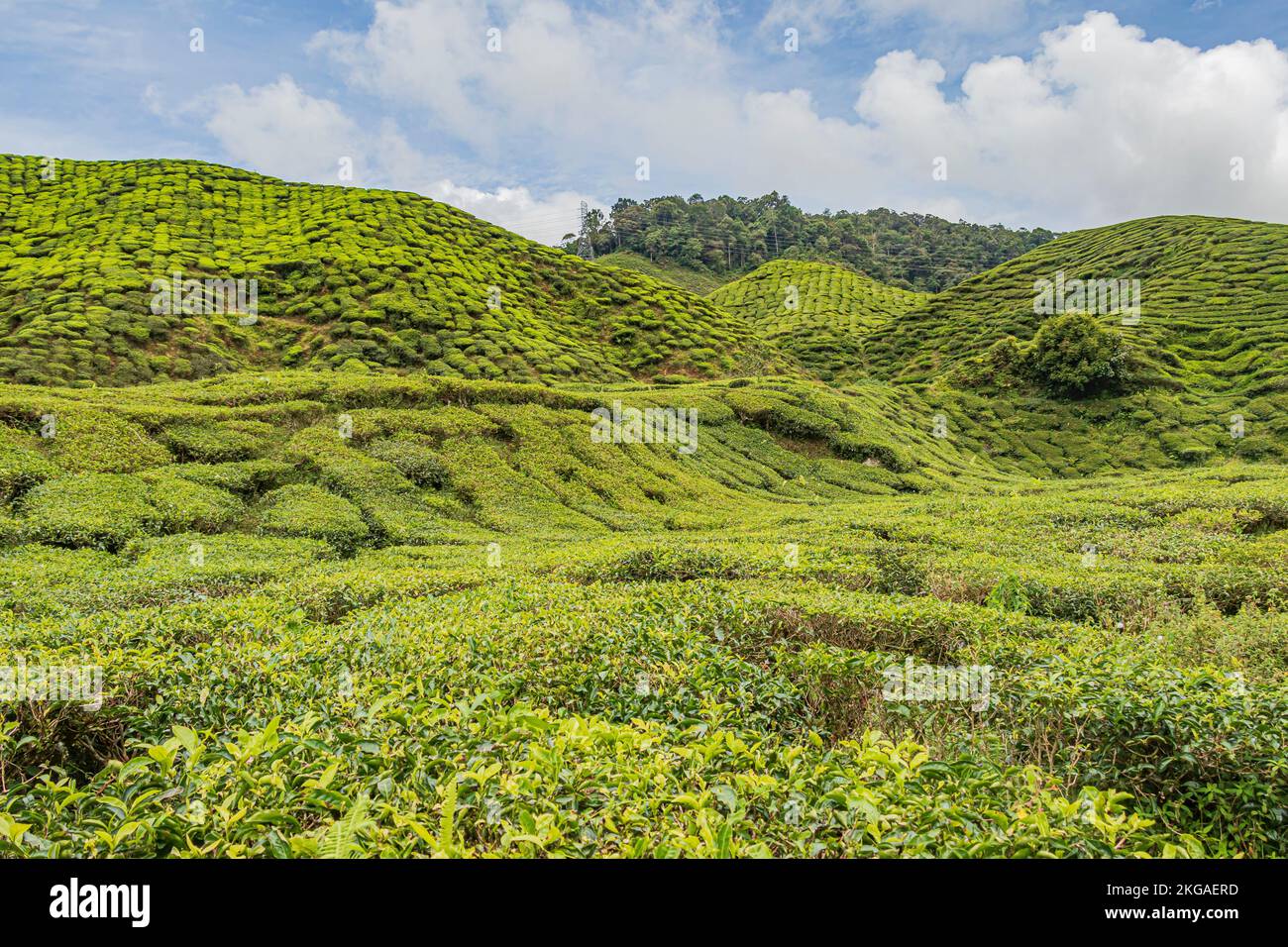 View tea plantation with plot of tea tea bushes on hilly slope in ...