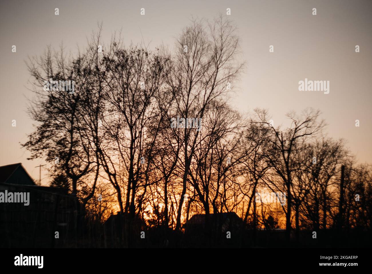 blurred background , the rays of the evening sun through the trees ...