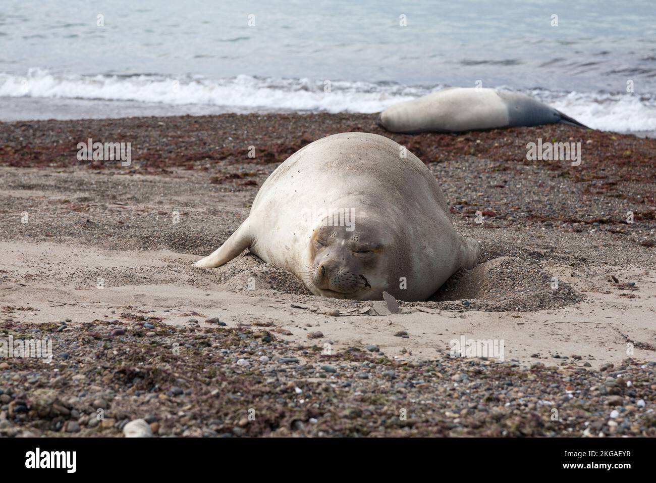 Elephant seals on beach, Patagonia, Argentina. Isla Escondida beach ...
