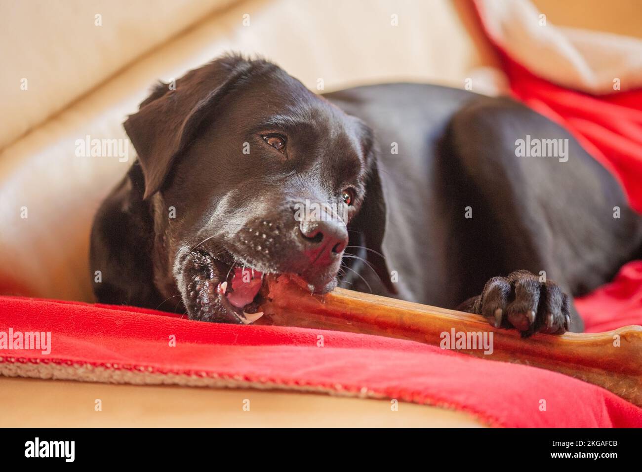 A black Labrador retriever dog with a bone. The pet is lying on the ...
