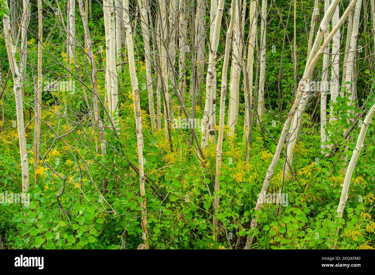 American aspen tree hi-res stock photography and images - Alamy