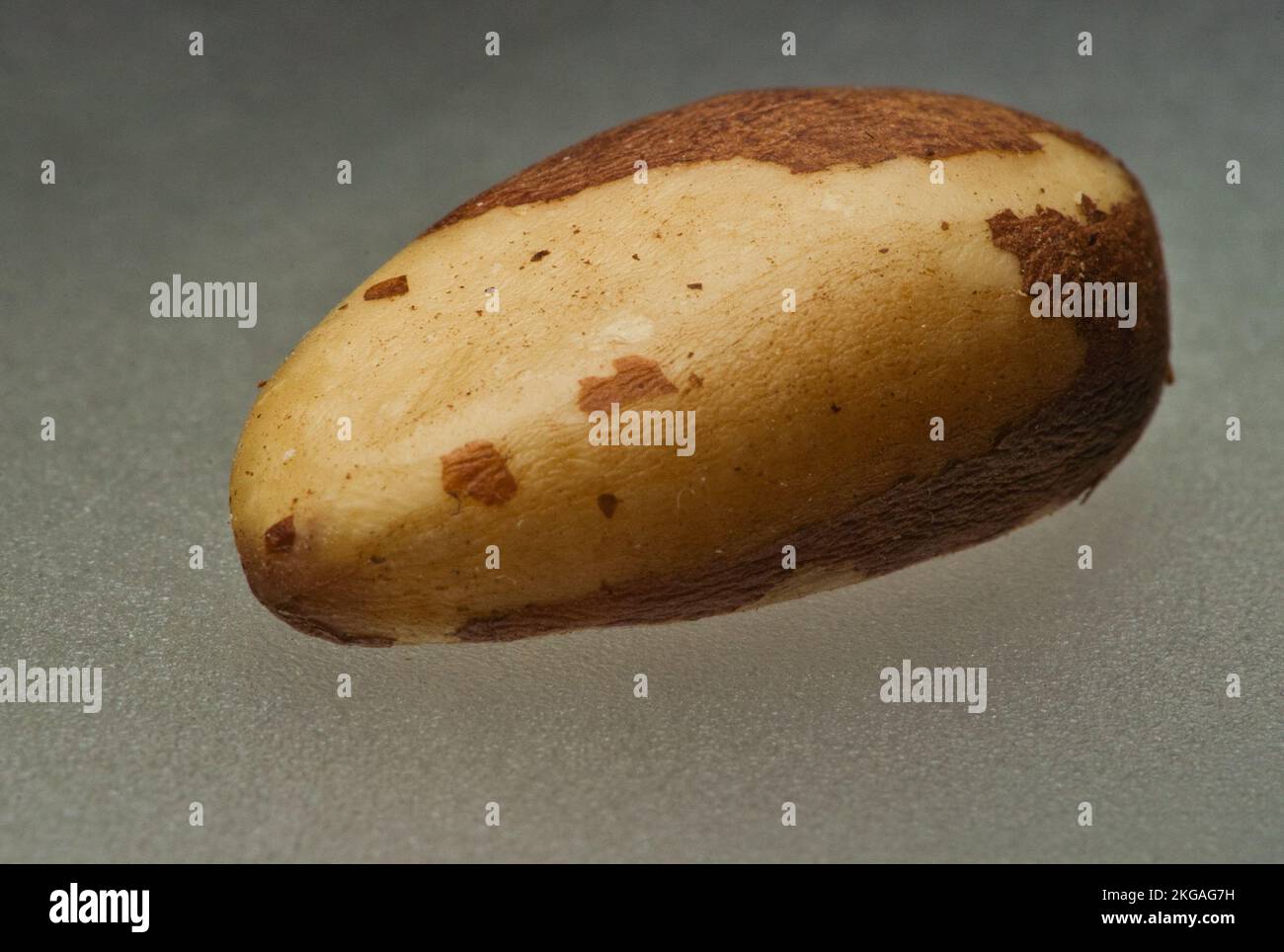 Brazil Nuts heart healthy snake close up shot Stock Photo - Alamy