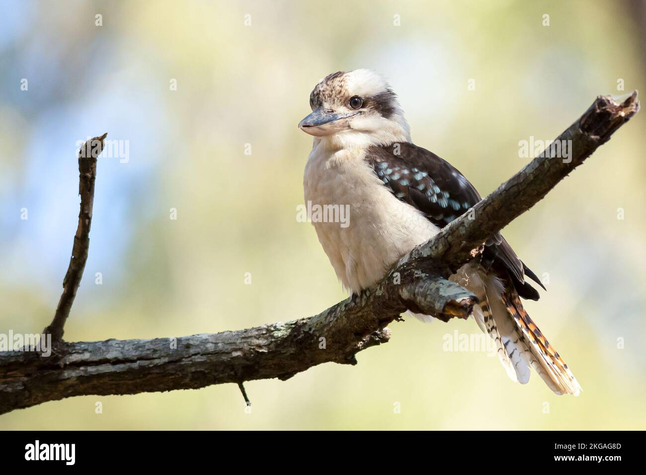 The laughing kookaburra (Dacelo novaeguineae) is the largest of the ...